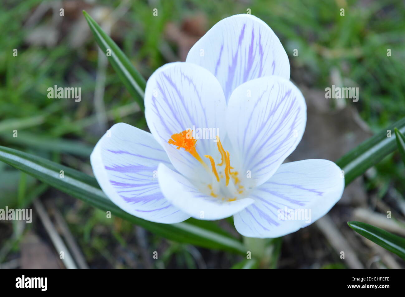 Alone white flower hi-res stock photography and images - Alamy