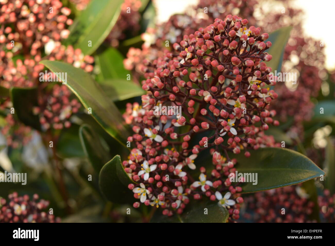 unopened small pink flower Stock Photo - Alamy
