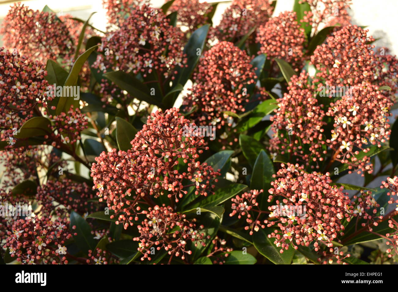 Little pink flower in hi-res stock photography and images - Alamy