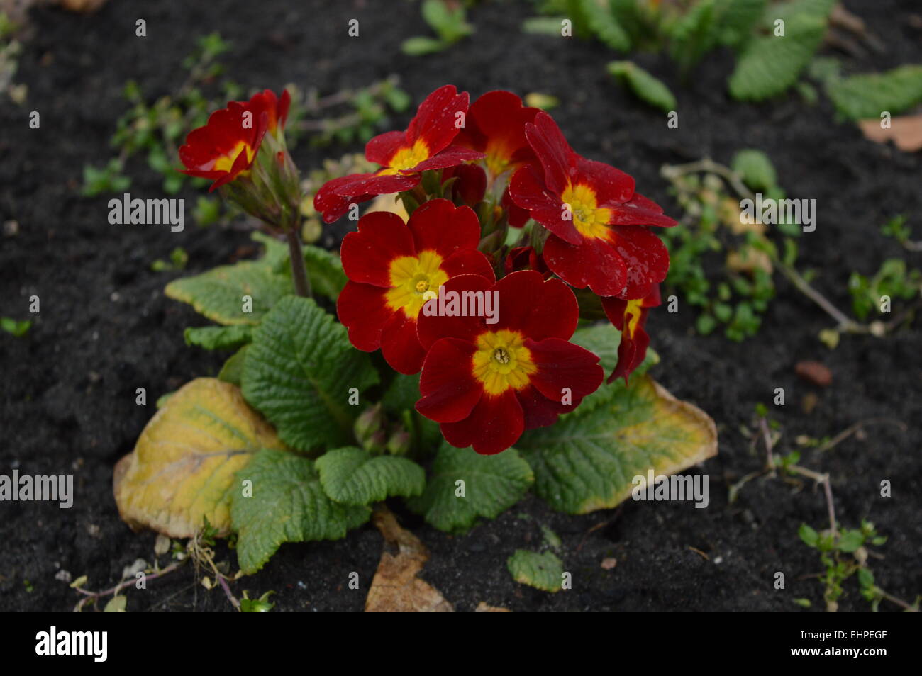 Red primrose hi-res stock photography and images - Alamy