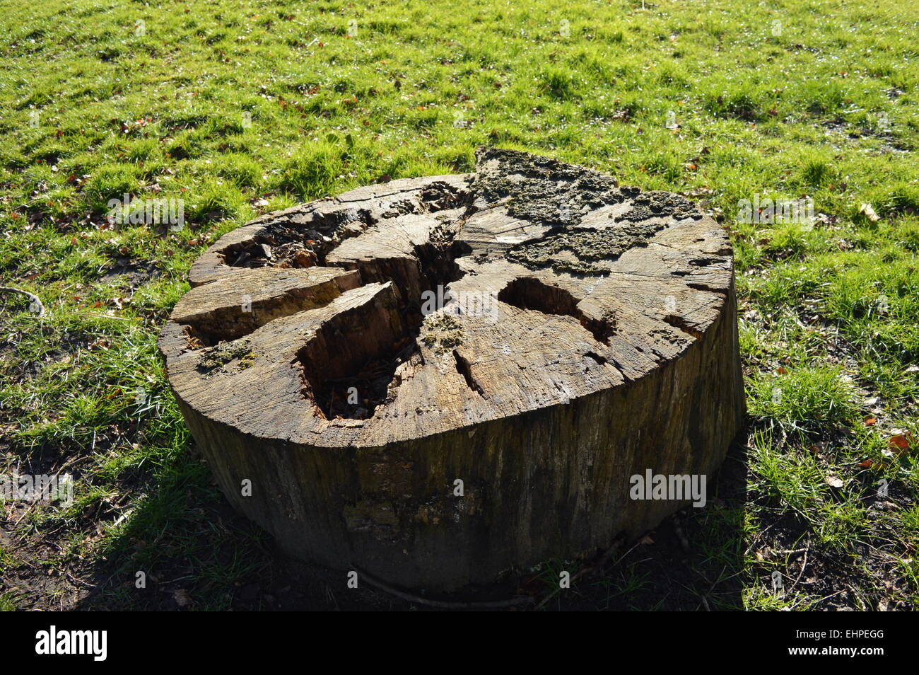 Broken tree hi-res stock photography and images - Alamy