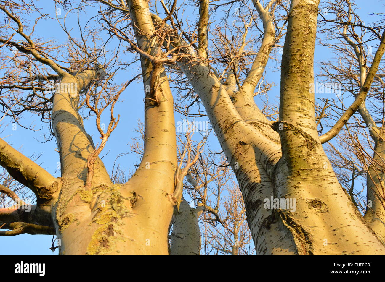 a tree from different angel Stock Photo - Alamy