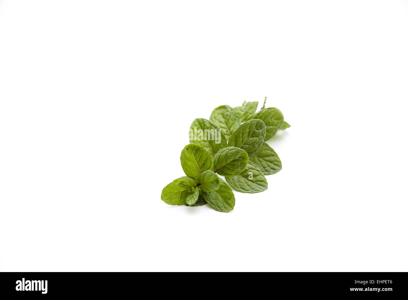 Fresh peppermint plant Stock Photo - Alamy