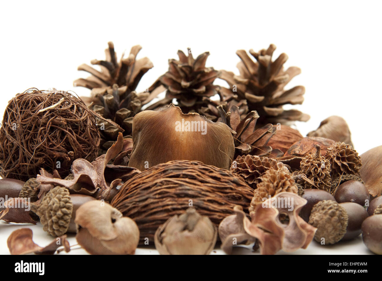 Acorns and cones hi-res stock photography and images - Alamy