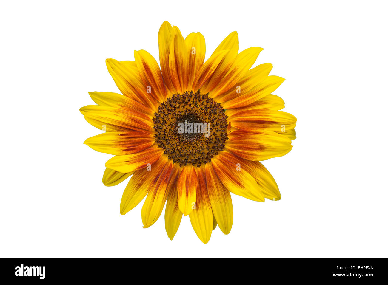 red yellow sunflower Stock Photo - Alamy