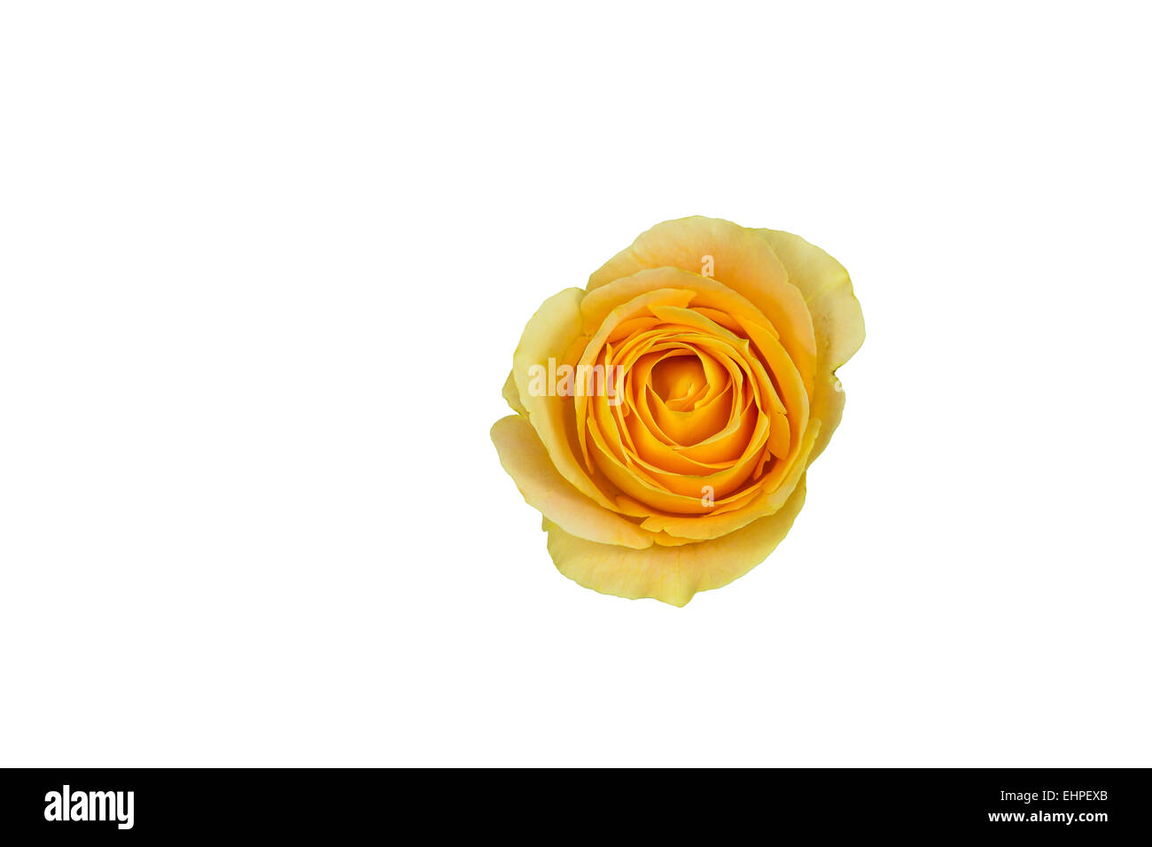 yellow rose, white background Stock Photo - Alamy