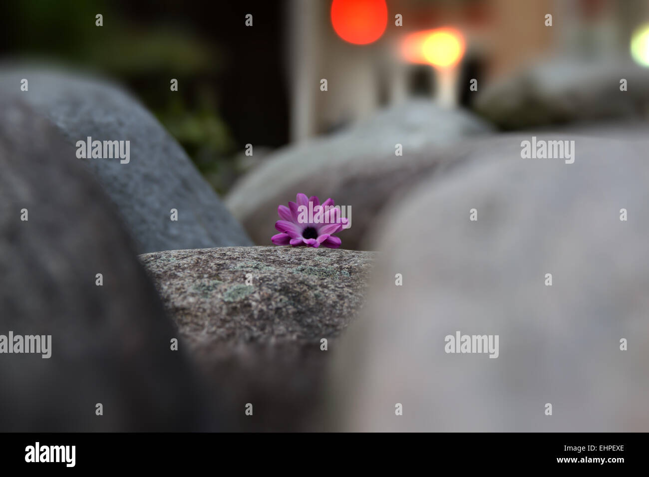 Flower between Rocks Stock Photo - Alamy