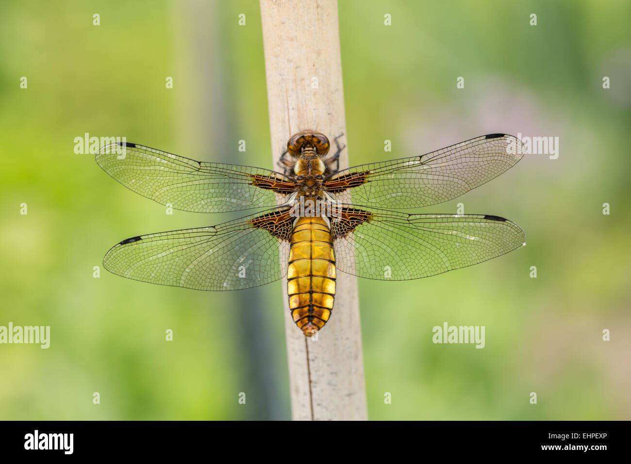 Big dragonfly hi-res stock photography and images - Alamy