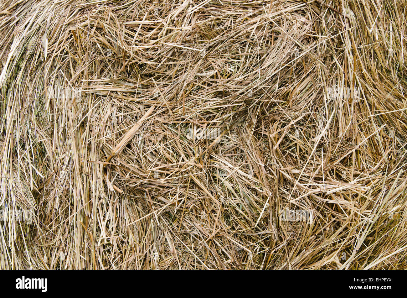 Large hay hi-res stock photography and images - Alamy