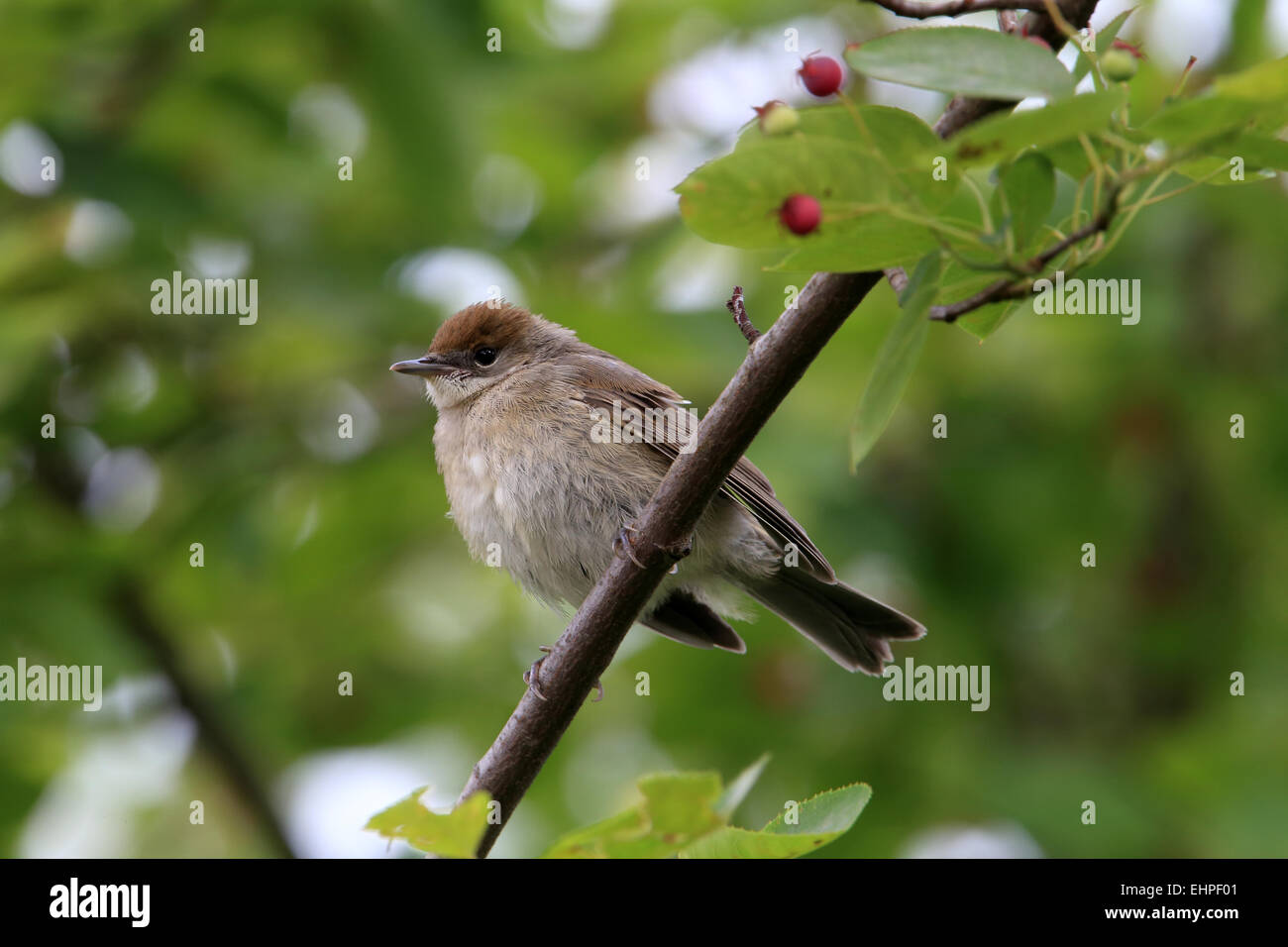 Sylvia atricapilla, Young Blackcap Stock Photo - Alamy