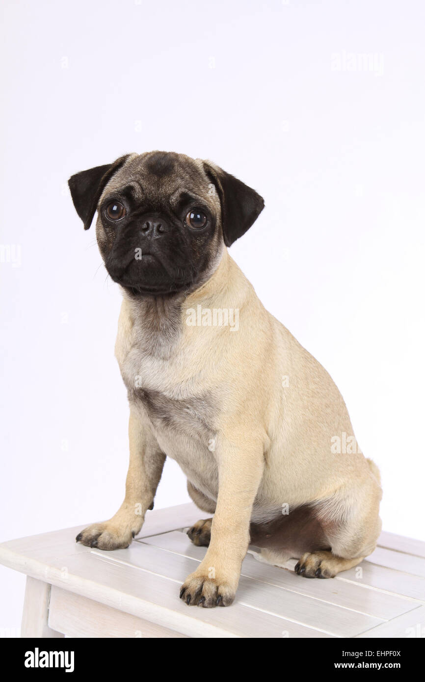 Baby pug hi-res stock photography and images - Alamy