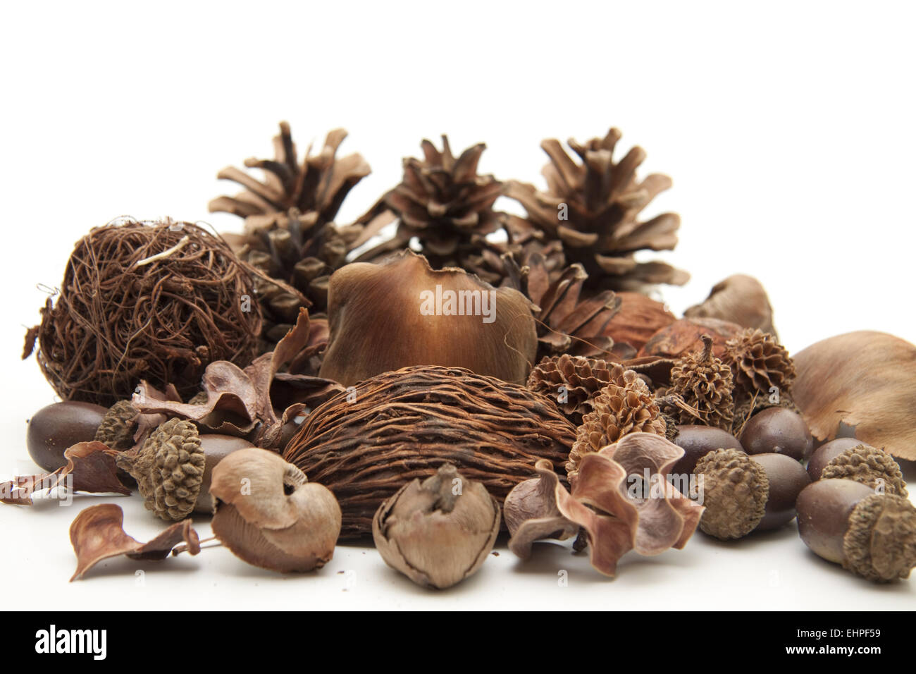Acorns and cones hi-res stock photography and images - Alamy