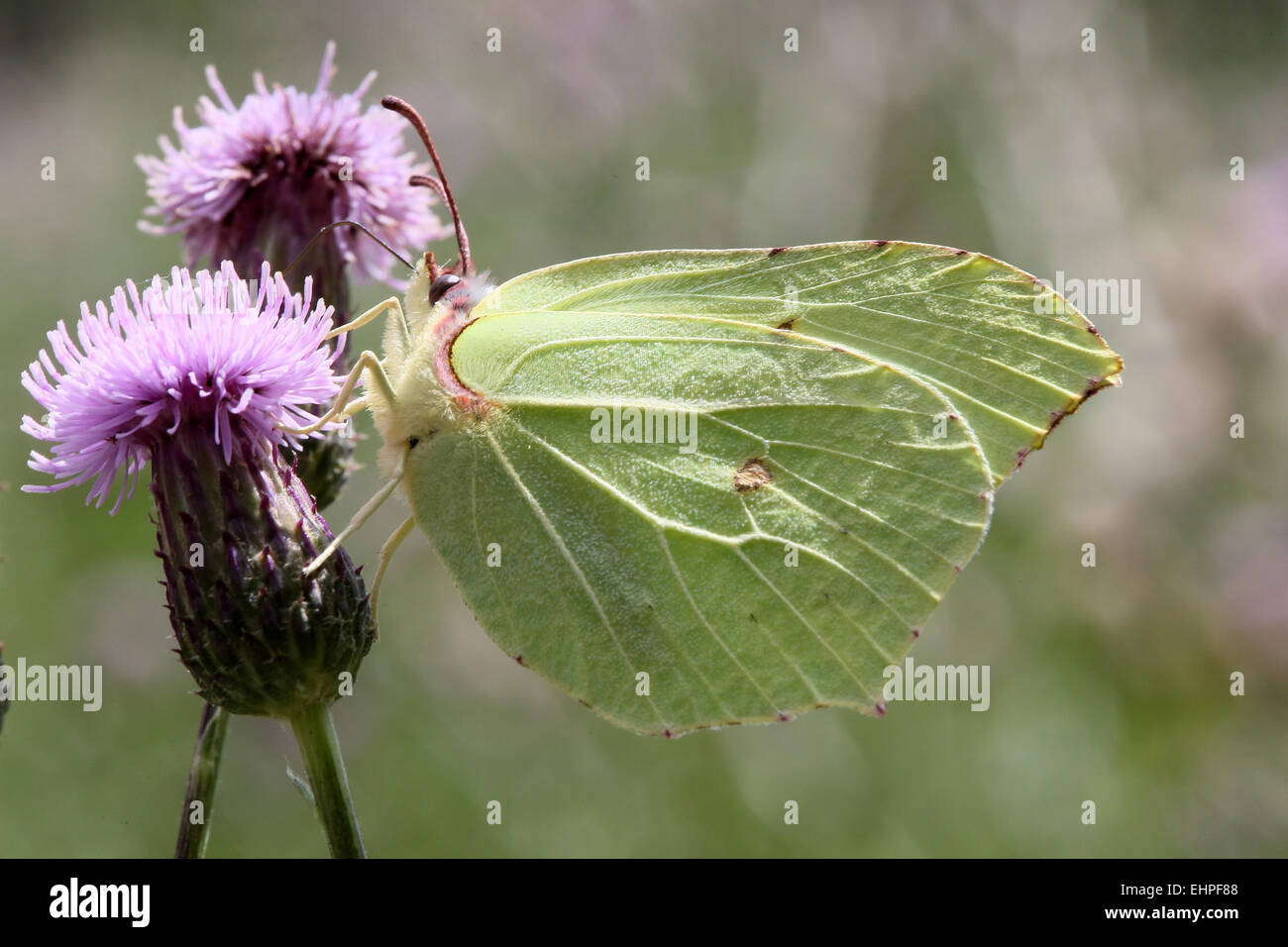 Common brimstone macro hi-res stock photography and images - Alamy