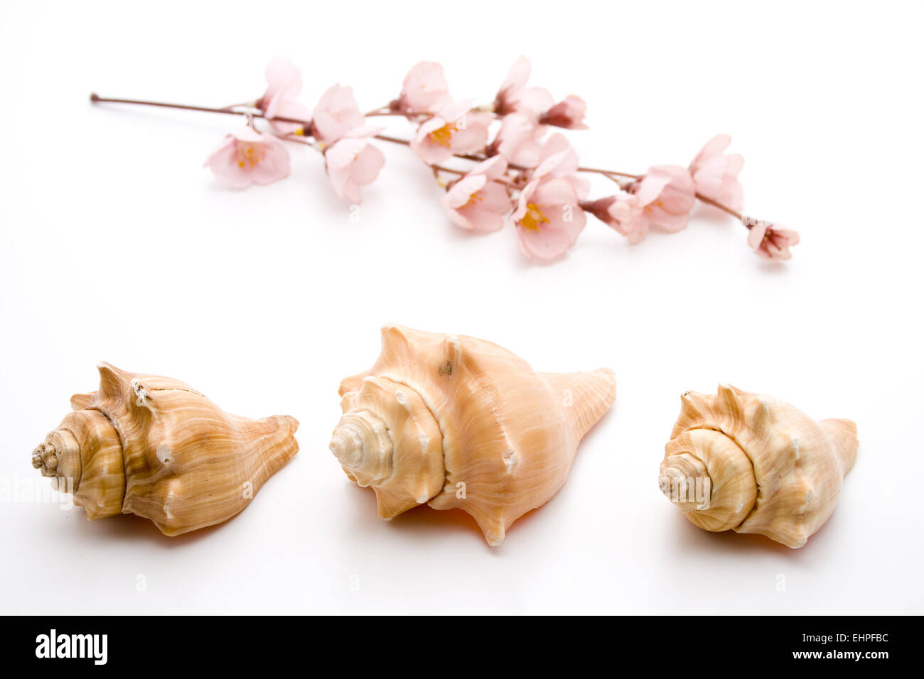 Sea mussel with flowering branch Stock Photo - Alamy