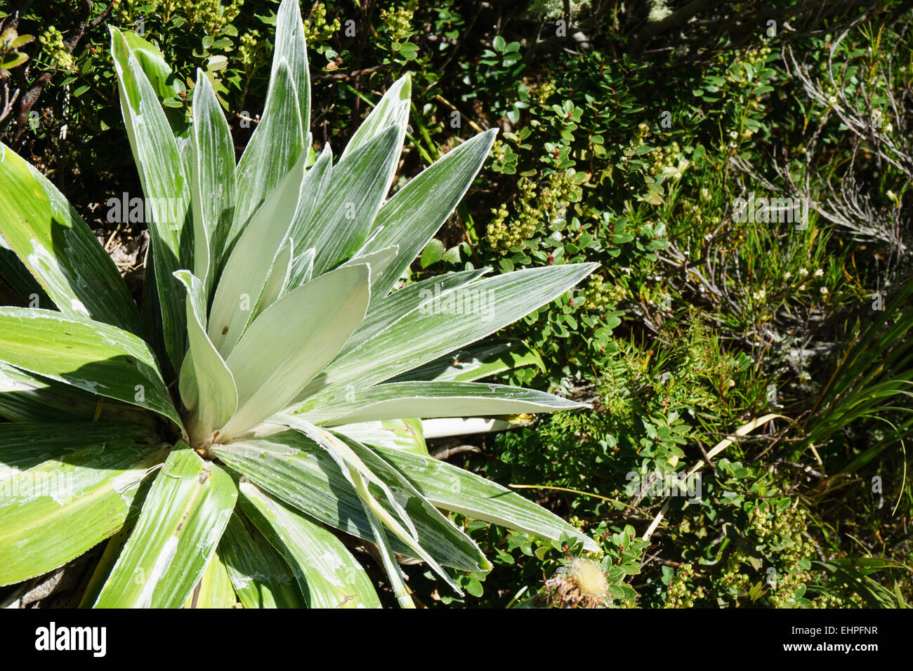 Mountain Daisy or Cotton Plant growing in natural environment on the ...