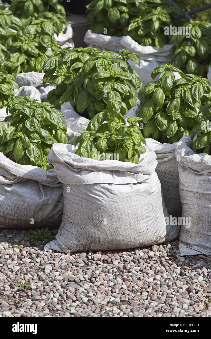 Plasticksacke hi-res stock photography and images - Alamy