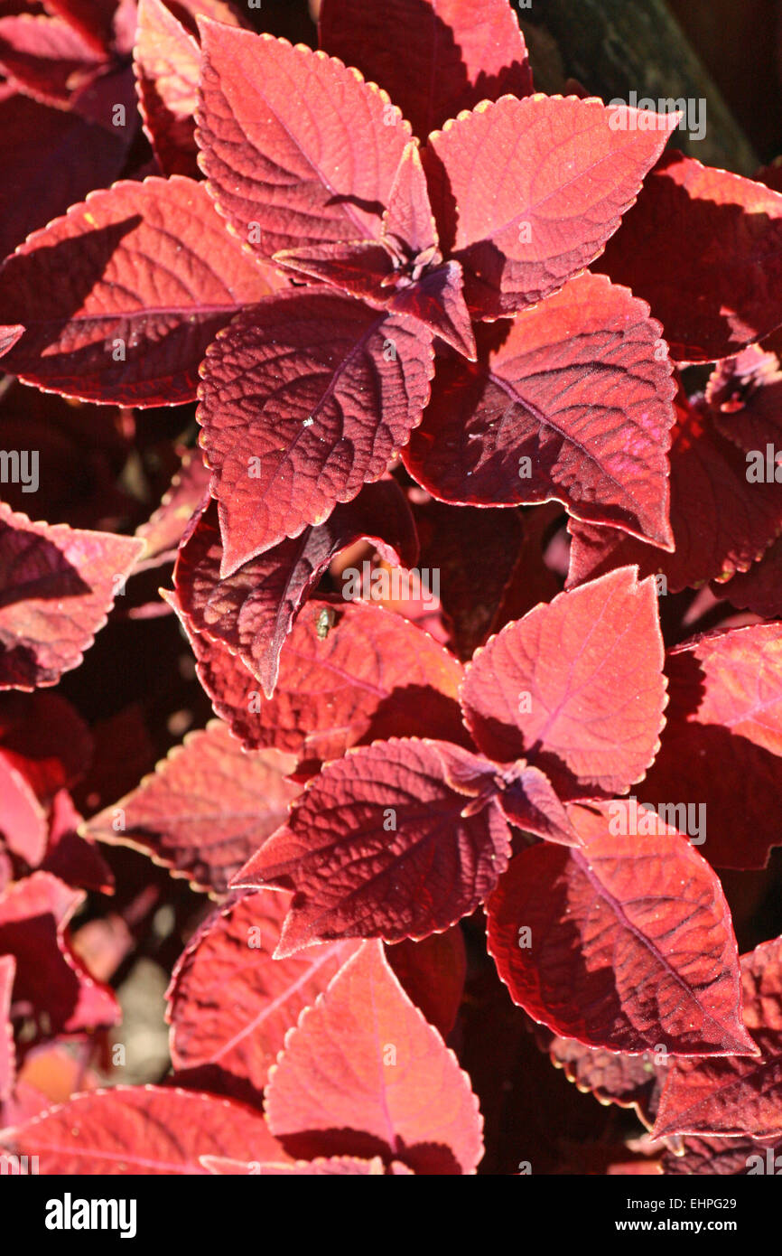 Solenostemon scutellarioides solenostemon hi-res stock photography and ...