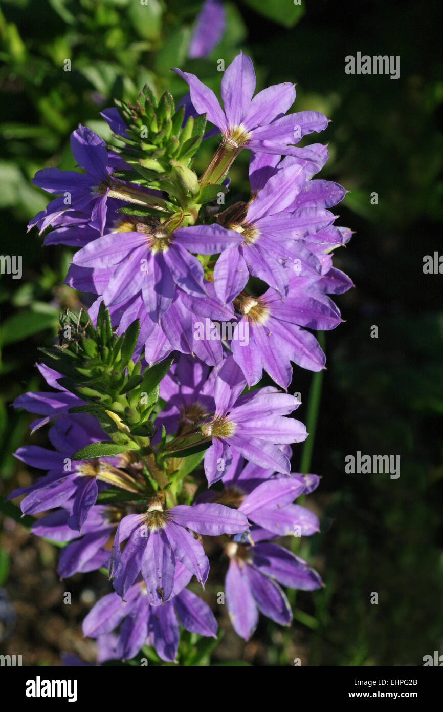 Fairy fan flower hi-res stock photography and images - Alamy