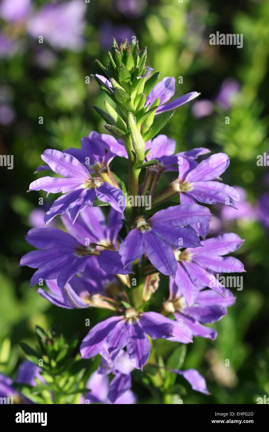 Fairy fan flower hi-res stock photography and images - Alamy