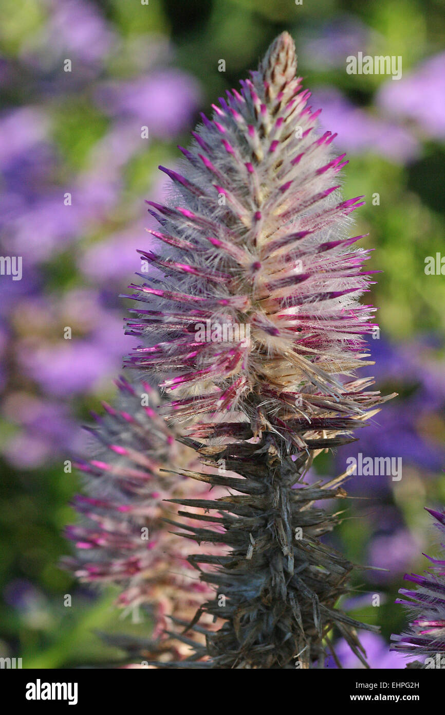 Ptilotus flower hi-res stock photography and images - Alamy