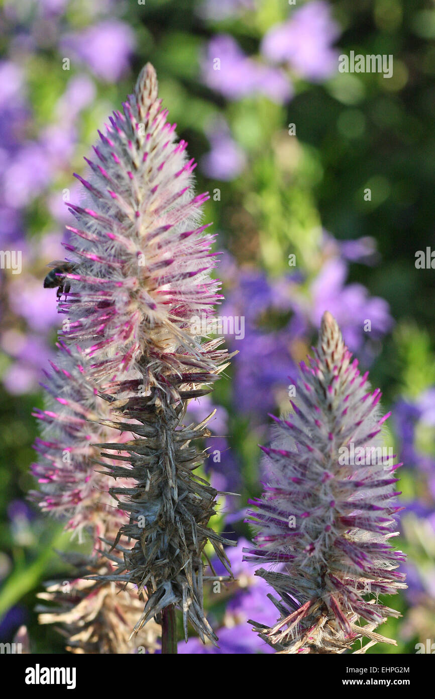 Ptilotus flower hi-res stock photography and images - Alamy
