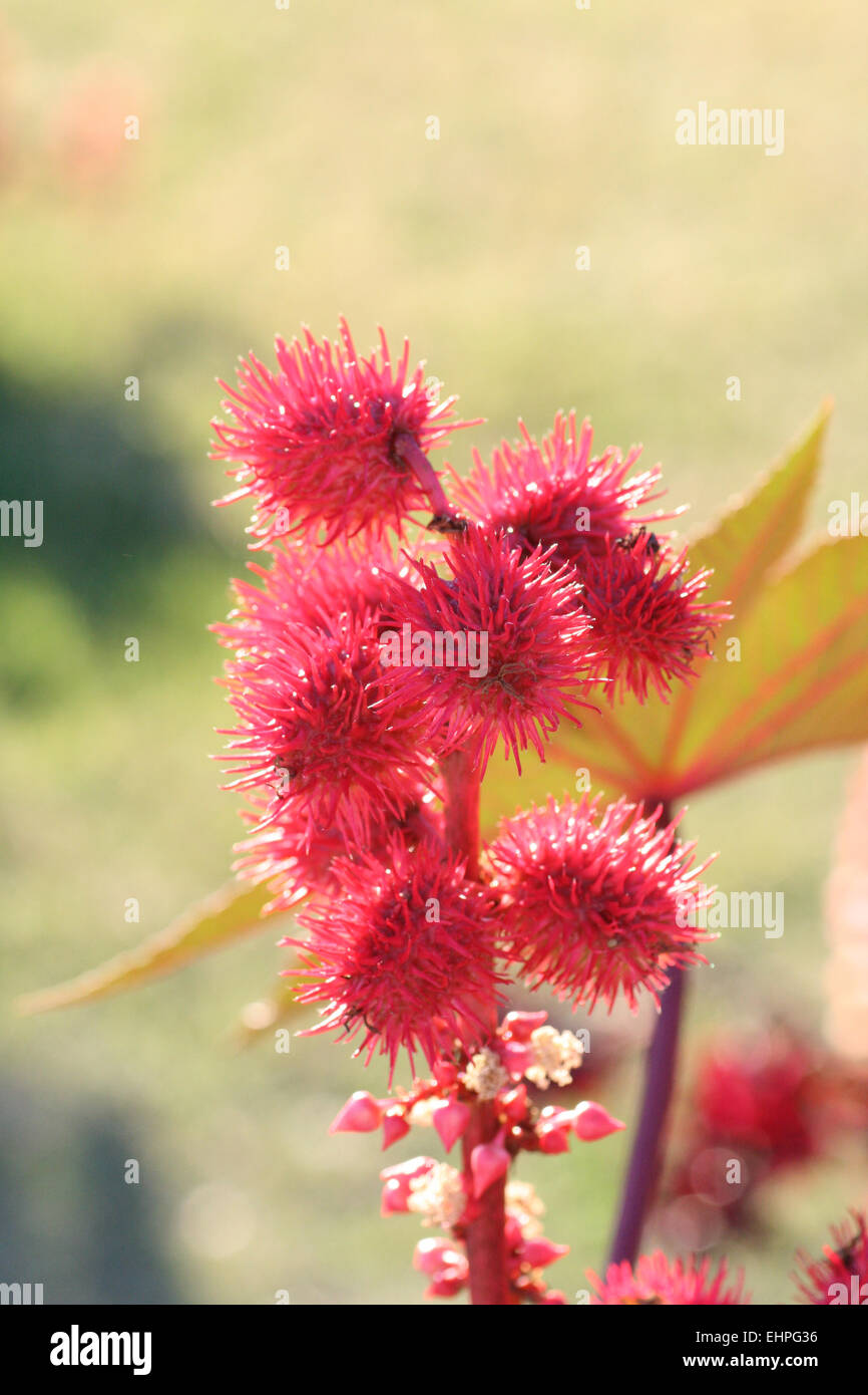 Castor oil plant Stock Photo - Alamy