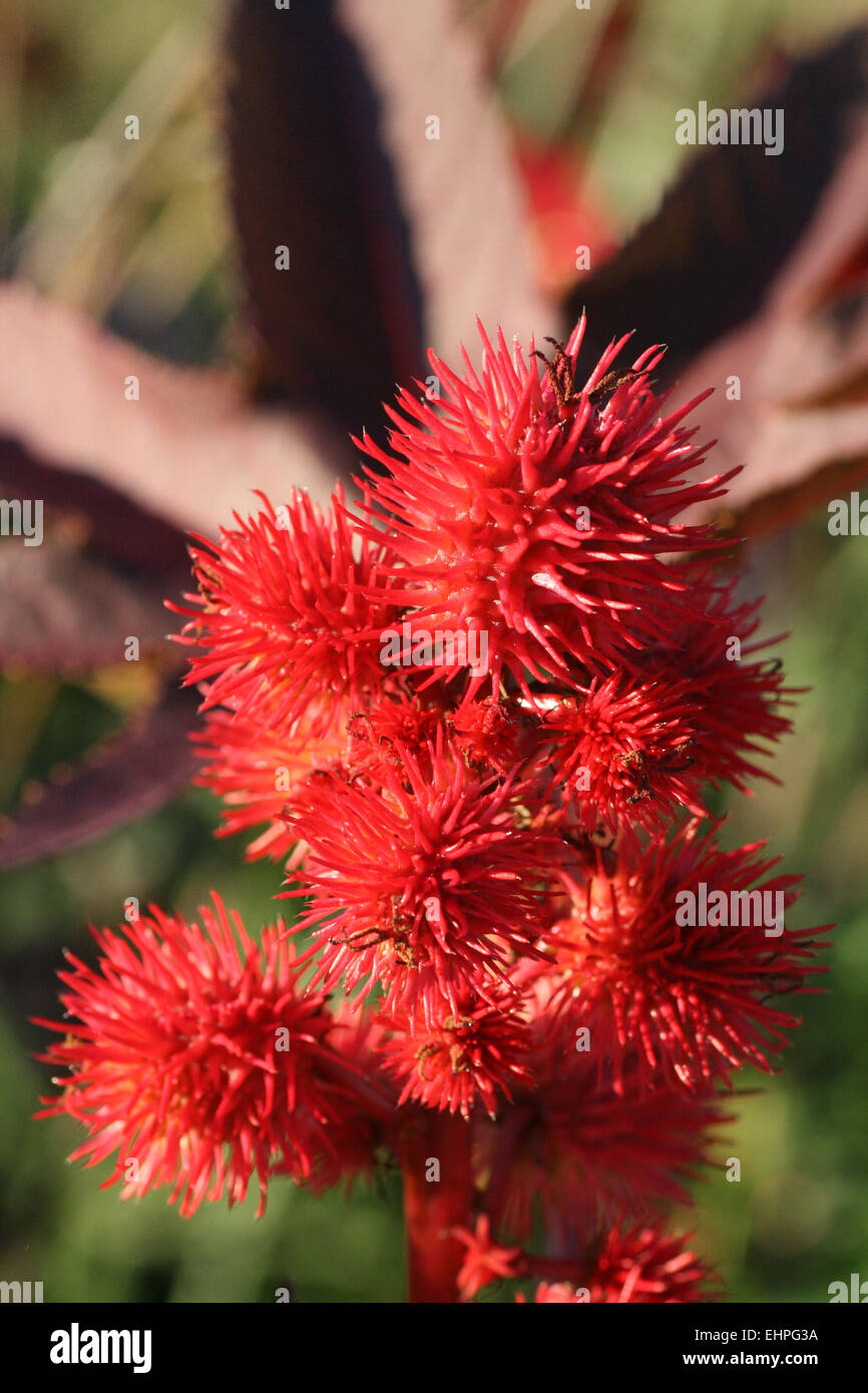 Castor oil plant Stock Photo - Alamy