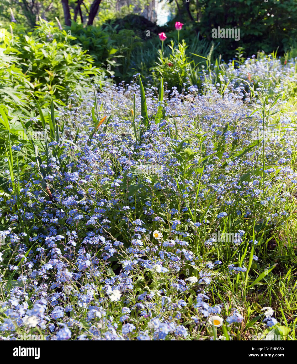 bed with forget-me-nots Stock Photo - Alamy