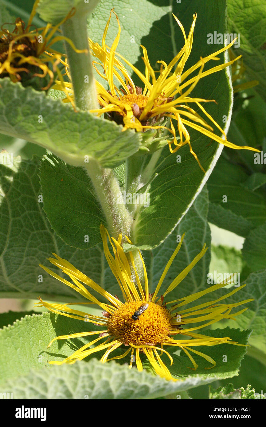 Inula magnifica hi-res stock photography and images - Alamy