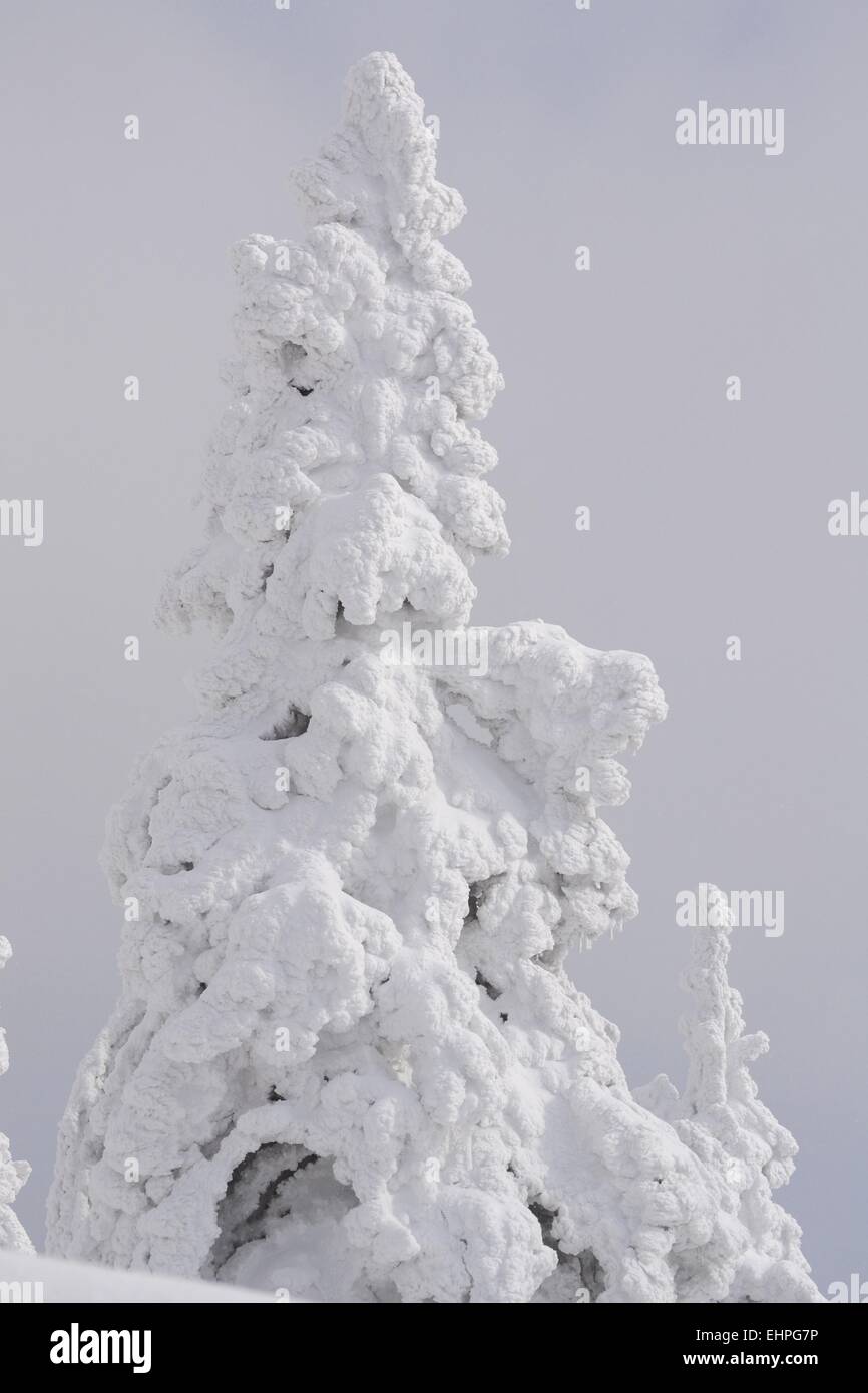 Coniferous tree snow hi-res stock photography and images - Alamy