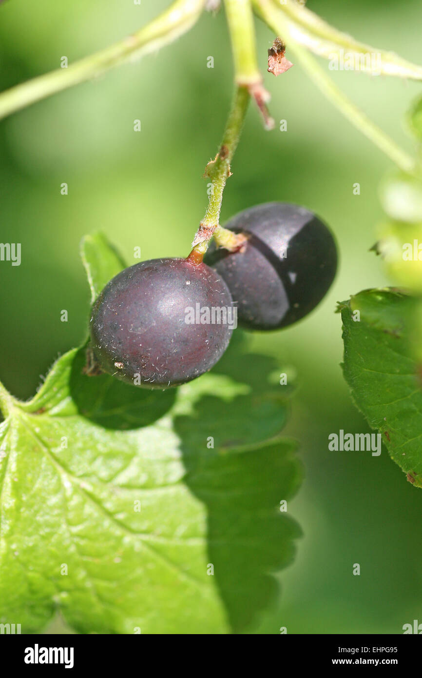 Jostabeere hi-res stock photography and images - Alamy