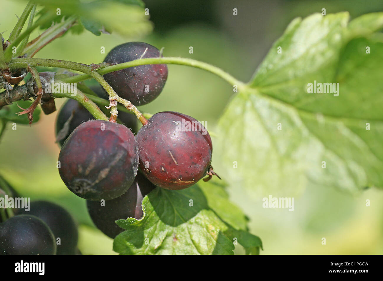 Jostabeere hi-res stock photography and images - Alamy