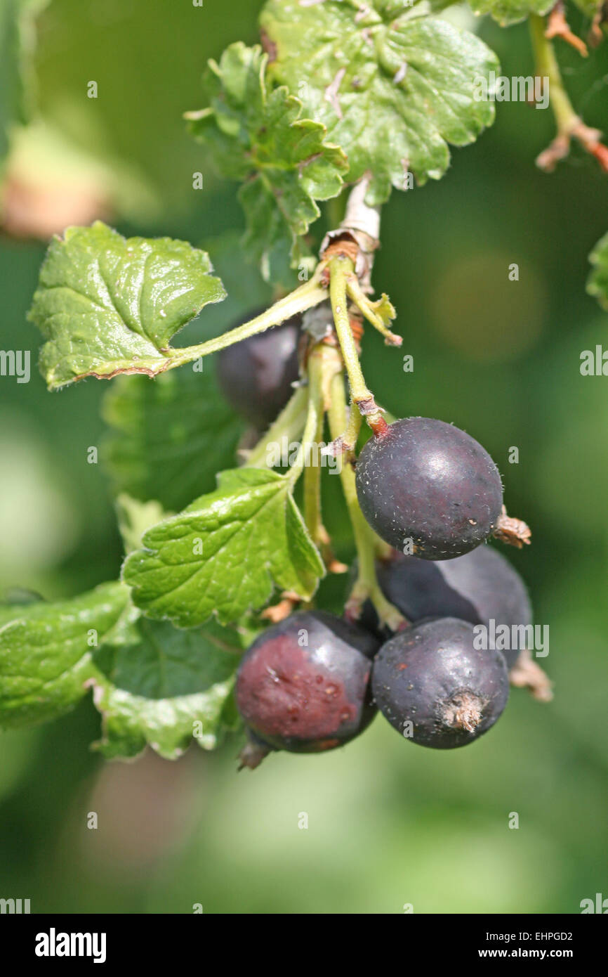 Jochelbeere hi-res stock photography and images - Alamy