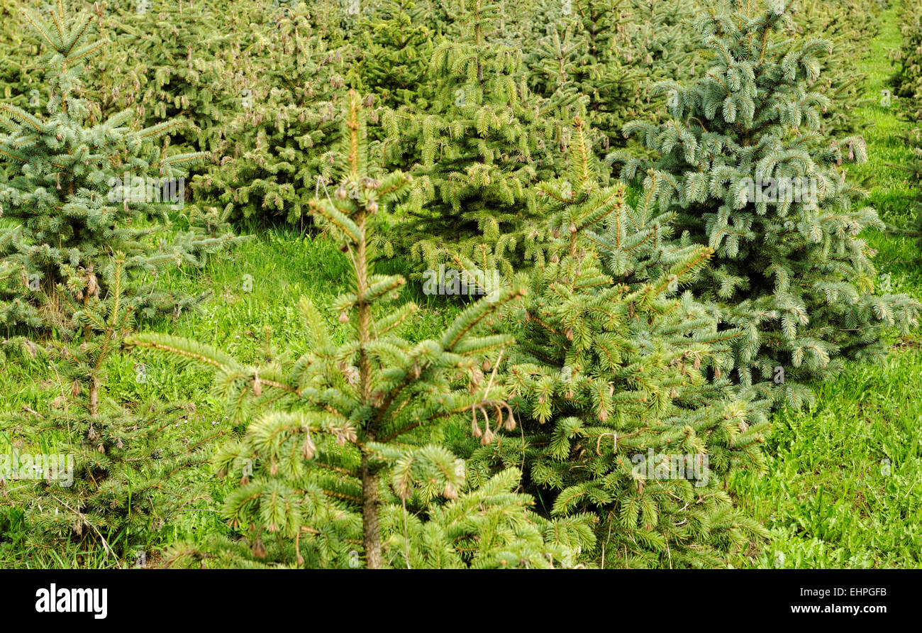 many small pine trees Stock Photo - Alamy
