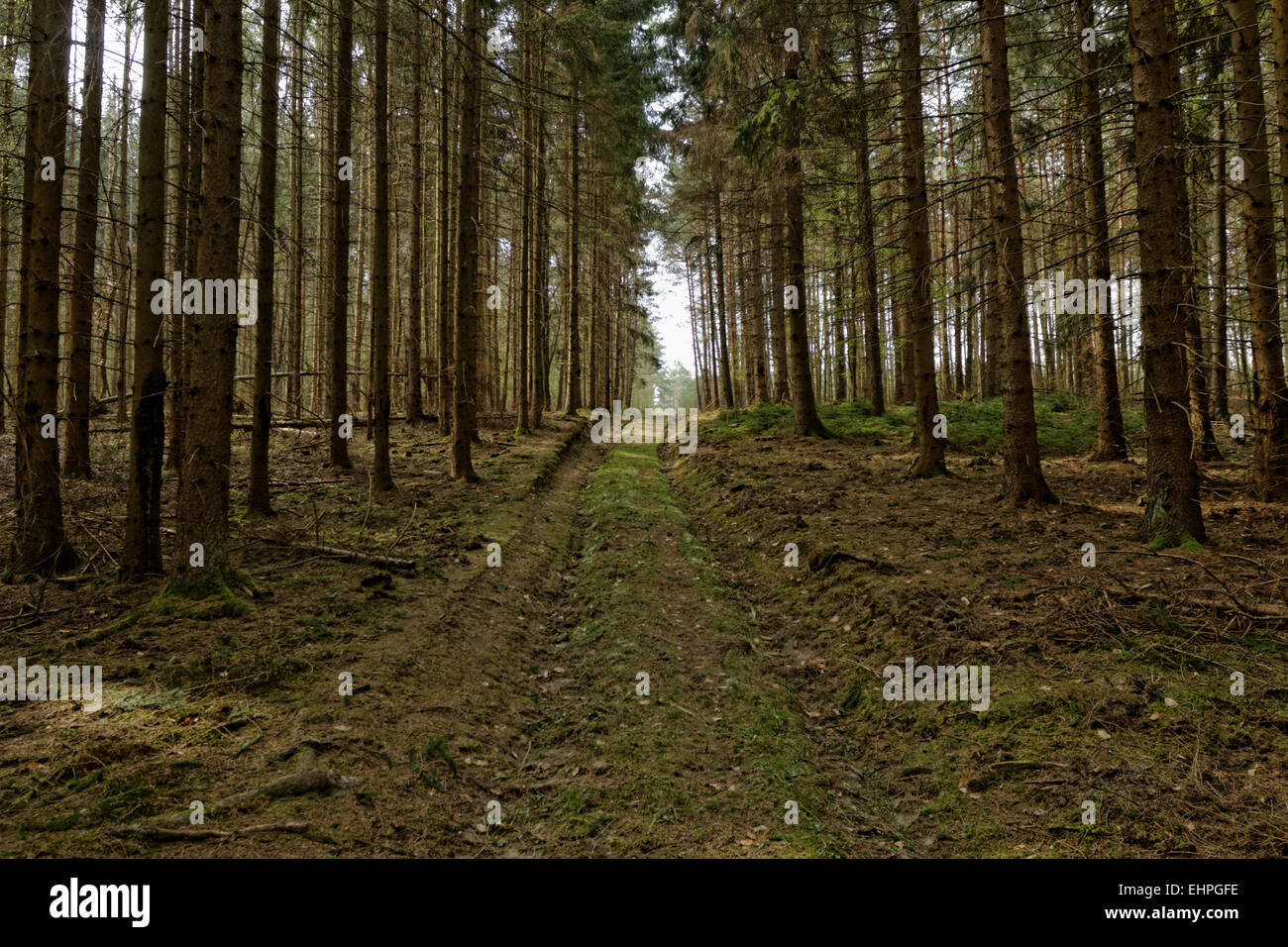 dirt road in the forest Stock Photo - Alamy