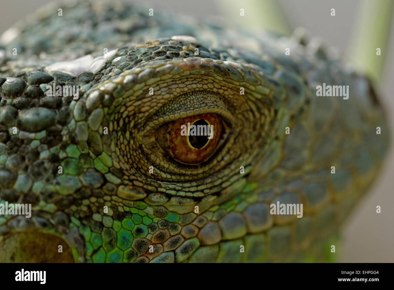 Red blue and green iguana hi-res stock photography and images - Alamy