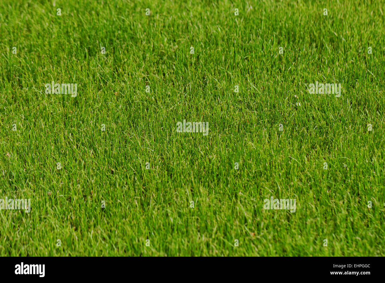 grass texture as background Stock Photo - Alamy