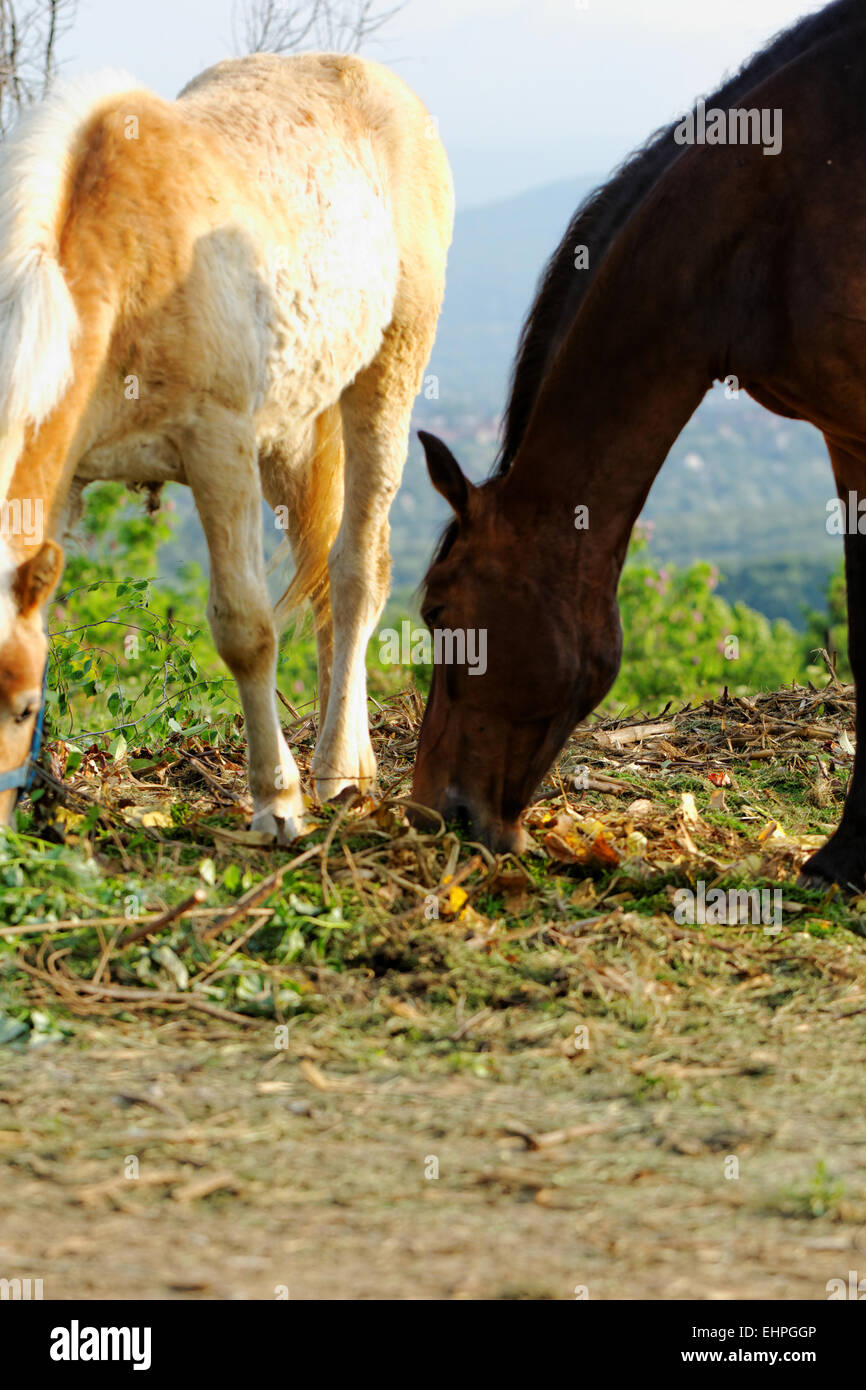 Beautiful horses in paddock hi-res stock photography and images - Alamy