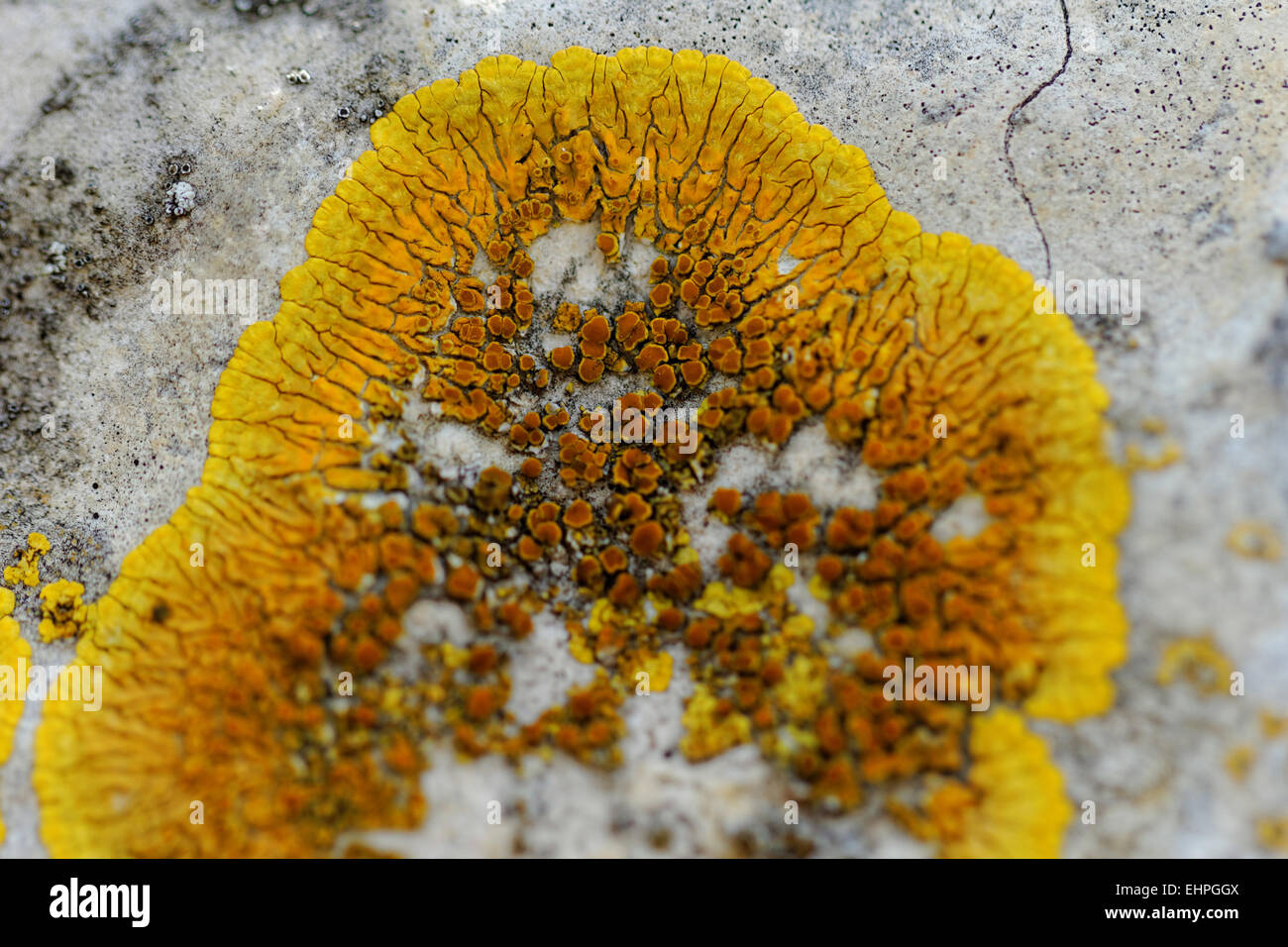 Macro photo of the mushroom on the rocks Stock Photo - Alamy