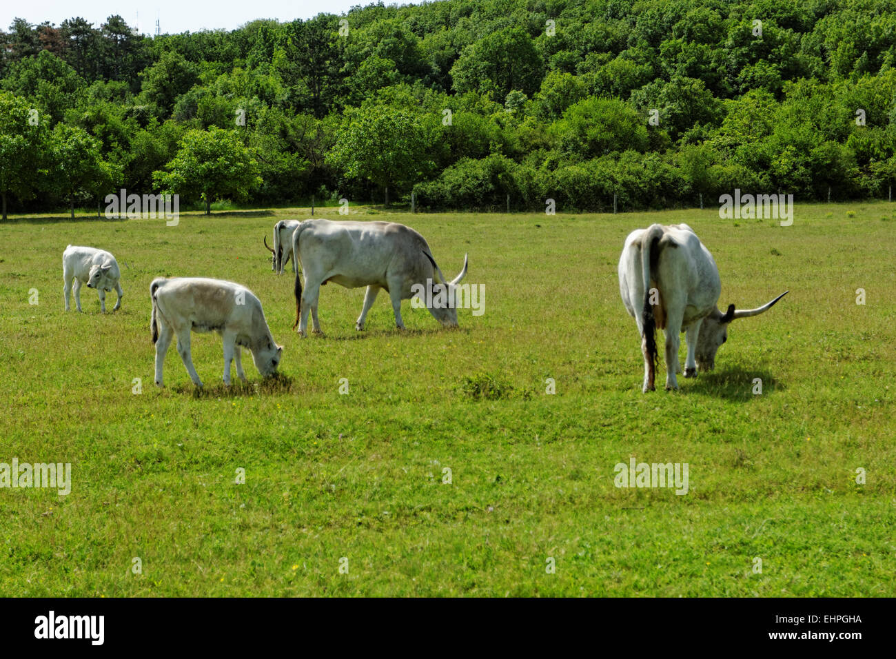 Ruminant Hungarian gray cattle bull on grass Stock Photo - Alamy
