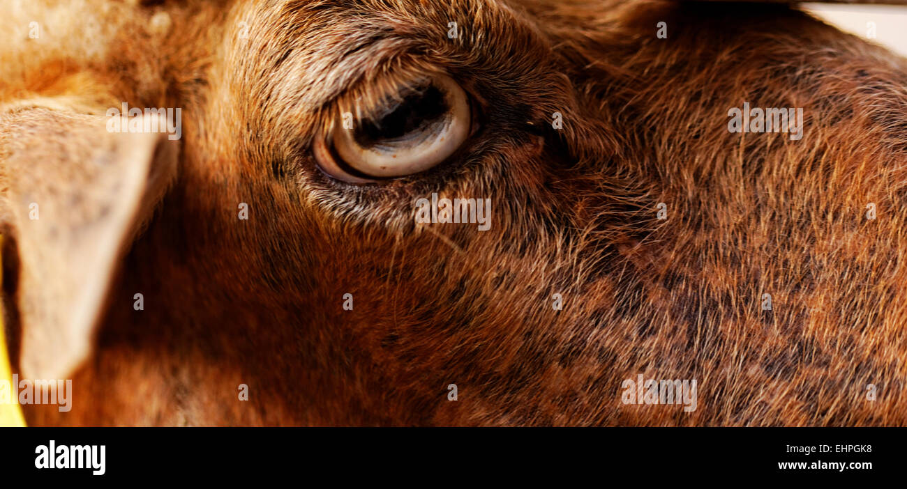 close up picture about yellow goats eye Stock Photo - Alamy