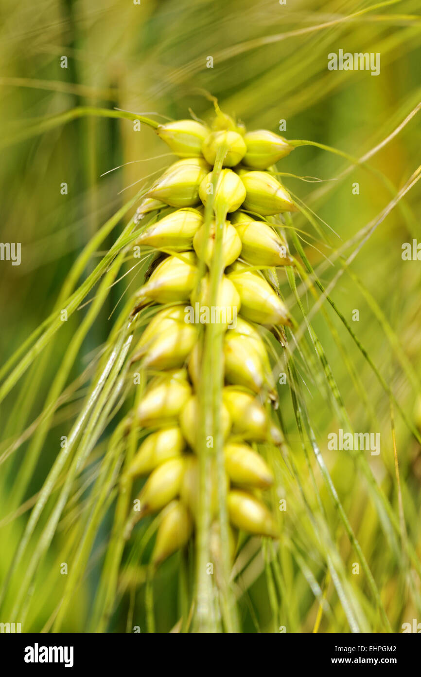 White whet hi-res stock photography and images - Alamy