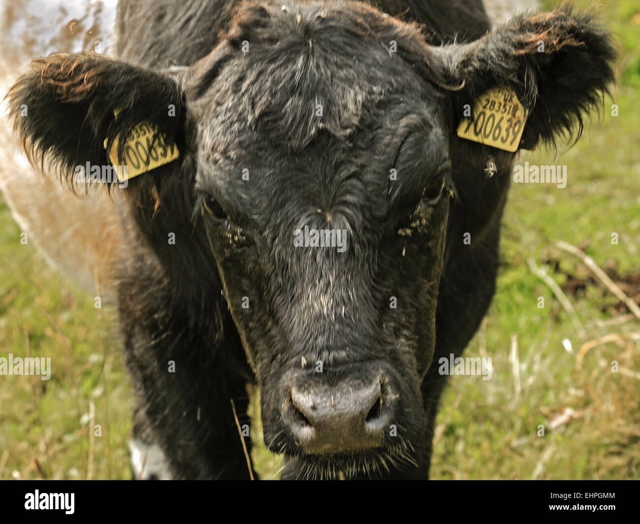 Belted Galloway Calf Berkshire UK Stock Photo - Alamy