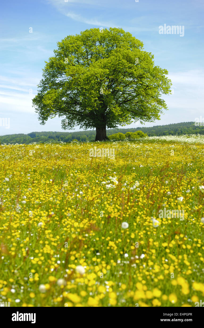 single big linden tree in meadow at spring Stock Photo - Alamy