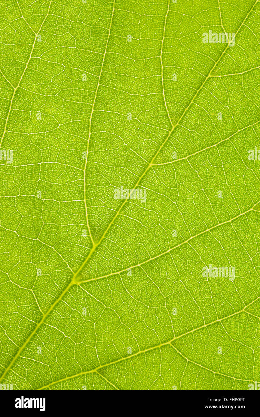 linden leaf in macro Stock Photo - Alamy
