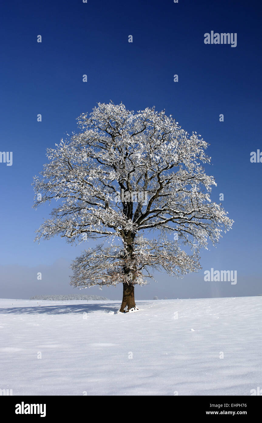 One tree in silhouette hi-res stock photography and images - Alamy