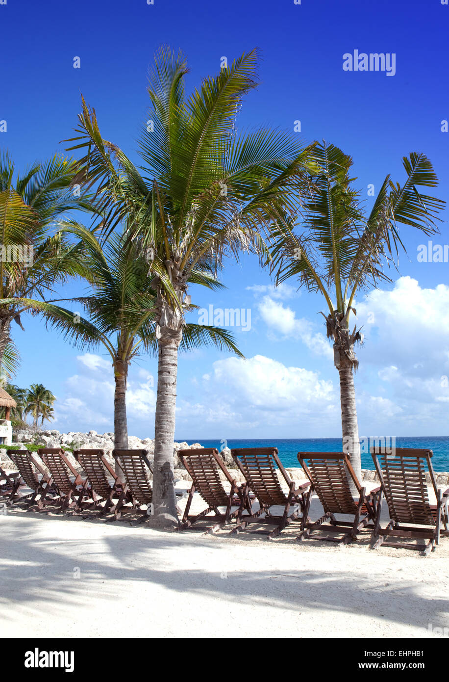 Oceanside trees hi-res stock photography and images - Alamy