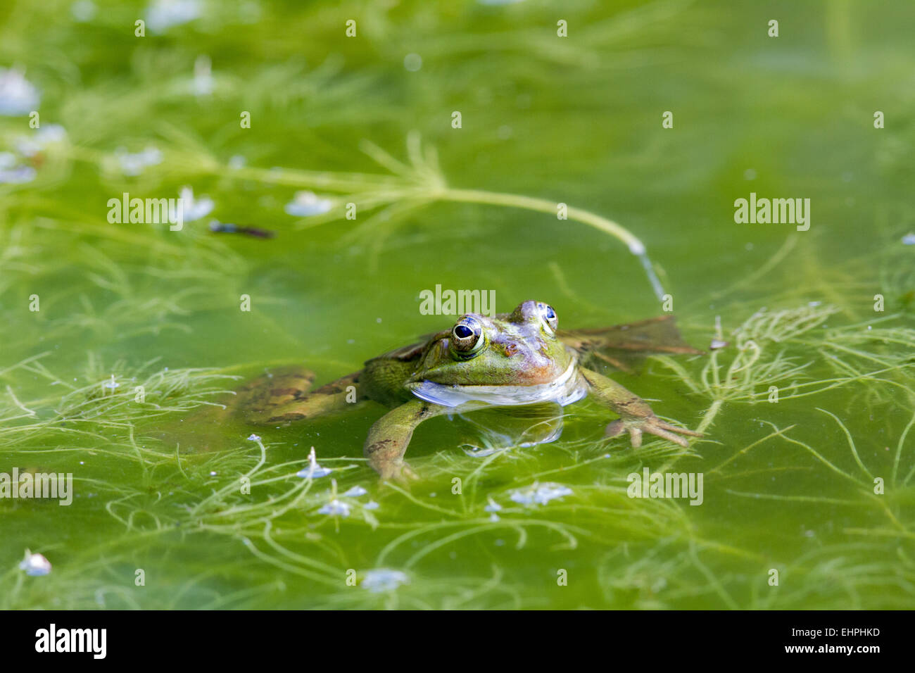 Kl icons hi-res stock photography and images - Alamy