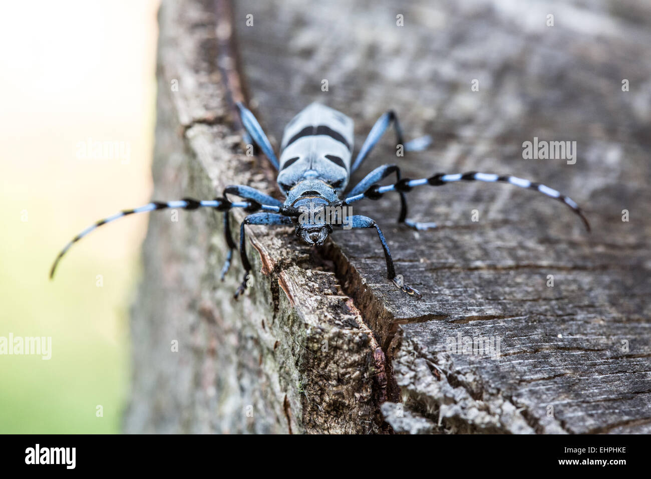 Longicorns beetles hi-res stock photography and images - Alamy