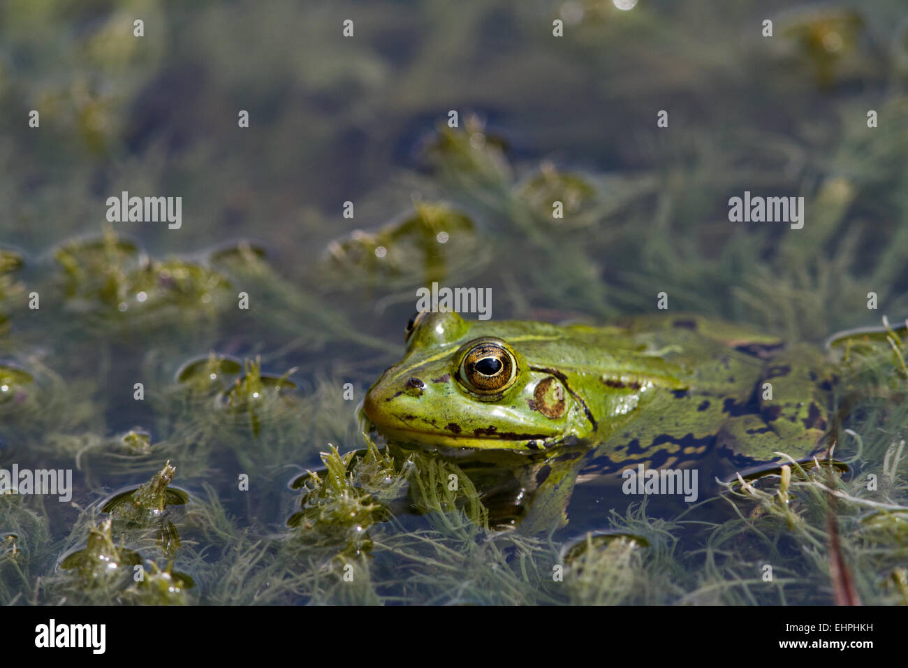 Edible frog hi-res stock photography and images - Alamy